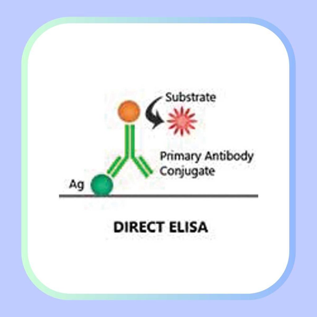 خرید کیت الایزا - به همراه مشخصات، قیمت، تکنیک، تست، پنل