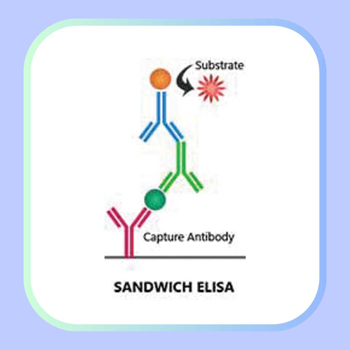 خرید کیت الایزا - به همراه مشخصات، قیمت، تکنیک، تست، پنل