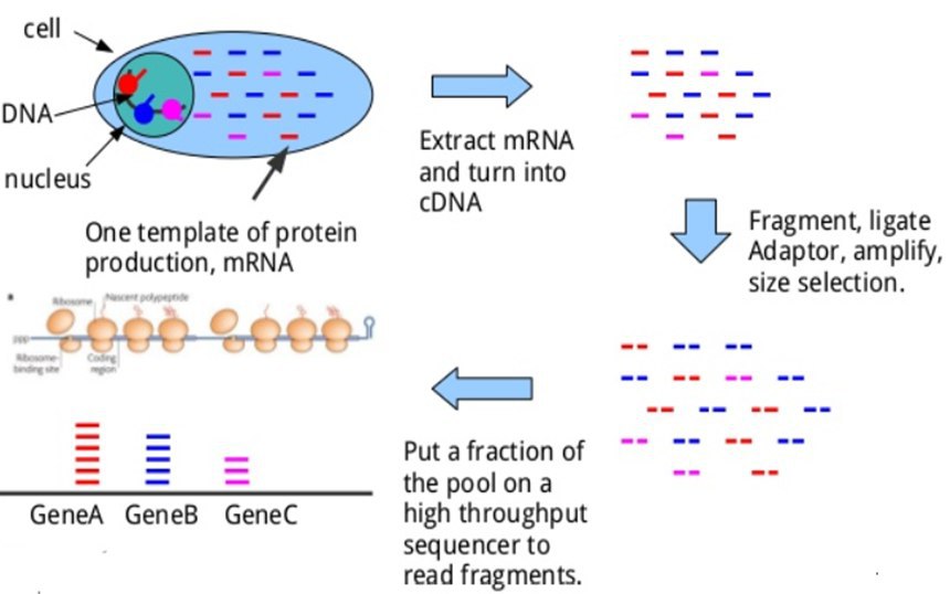 آموزش تکنیک RNA sequencing به زبان ساده - رادمان تشخیص پارس